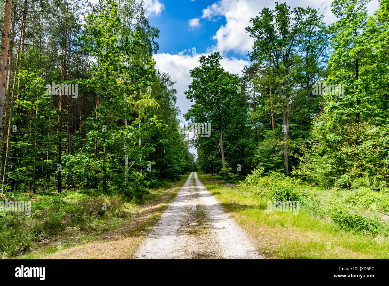 Forest path on a beautiful, summer day Stock Photo - Alamy