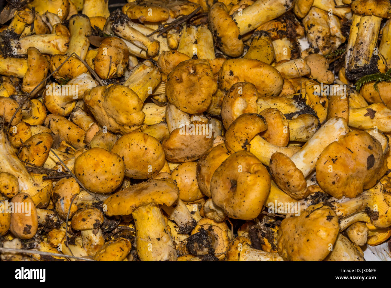 Girolles mushrooms hi-res stock photography and images - Alamy