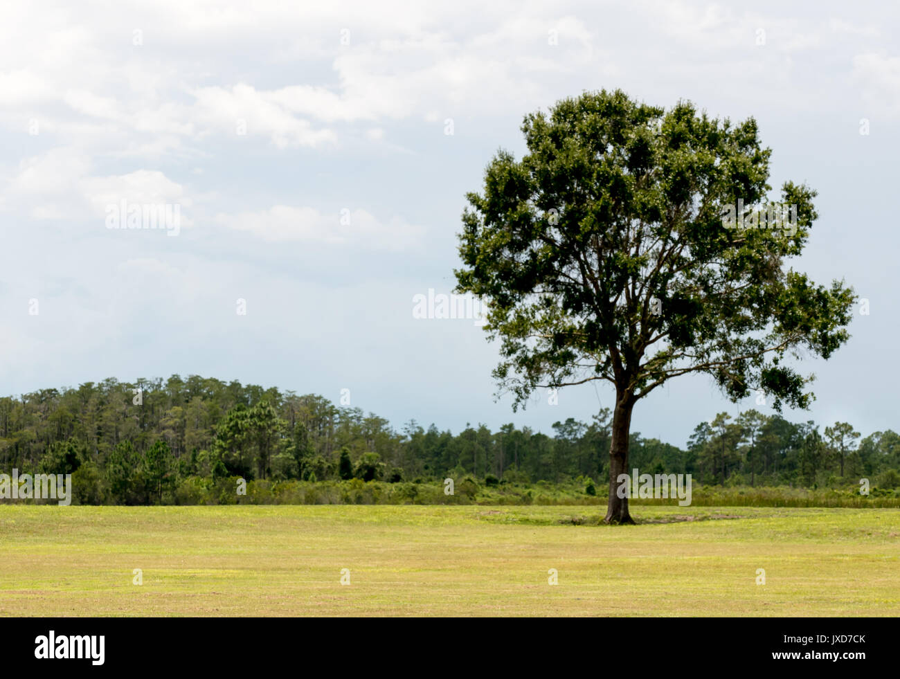 Florida greenery hi-res stock photography and images - Alamy