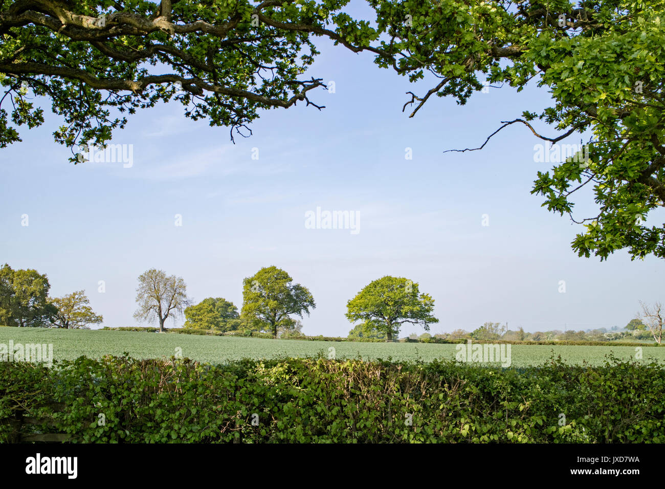 Traditional hedgerow farmland uk hi-res stock photography and images ...