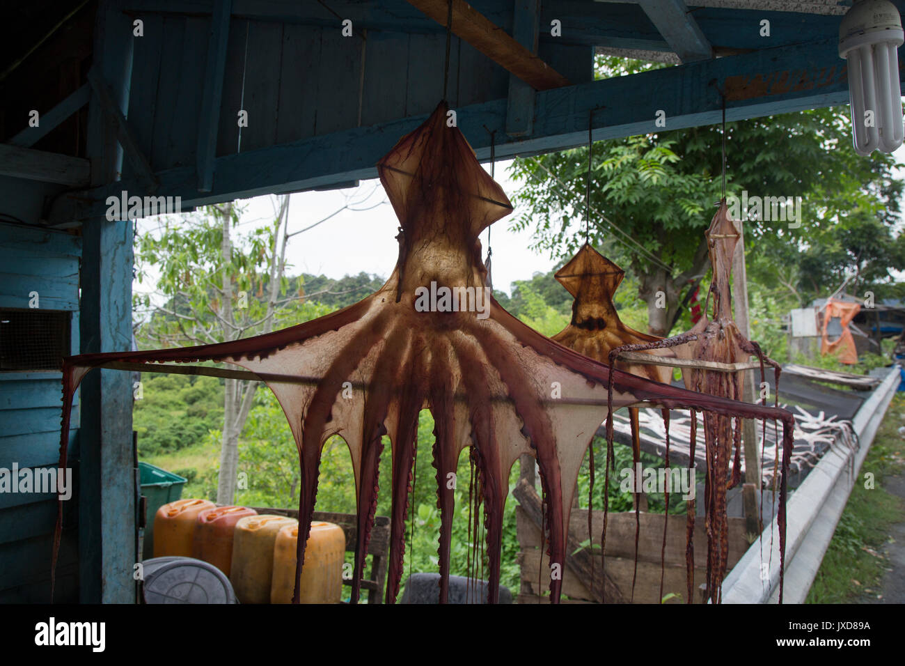Eight legs octopus hi-res stock photography and images - Alamy
