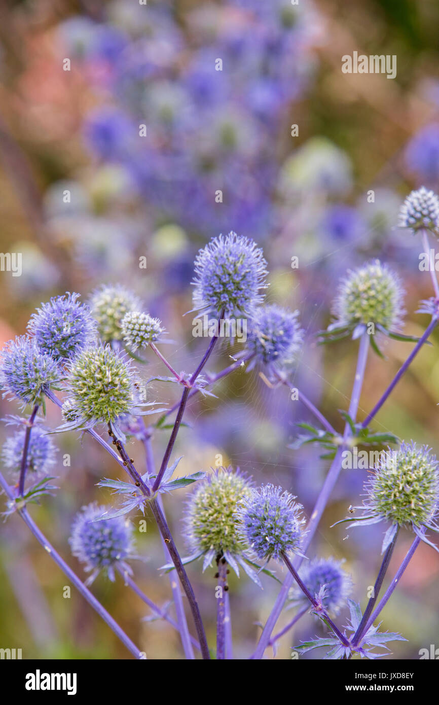 Eryngium eryngium hi-res stock photography and images - Alamy