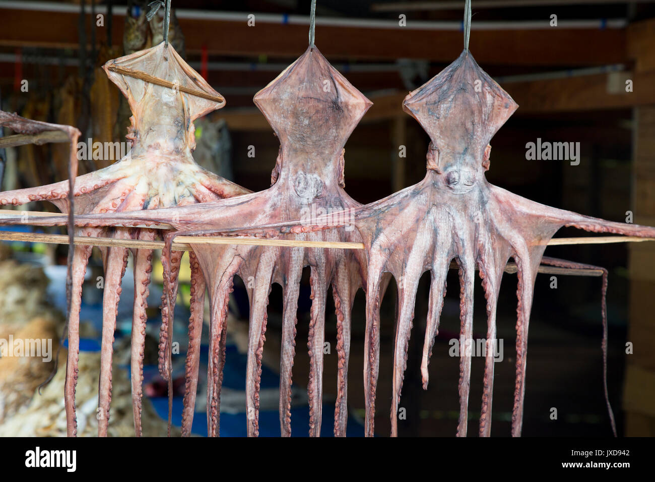 Eight legs octopus hi-res stock photography and images - Alamy