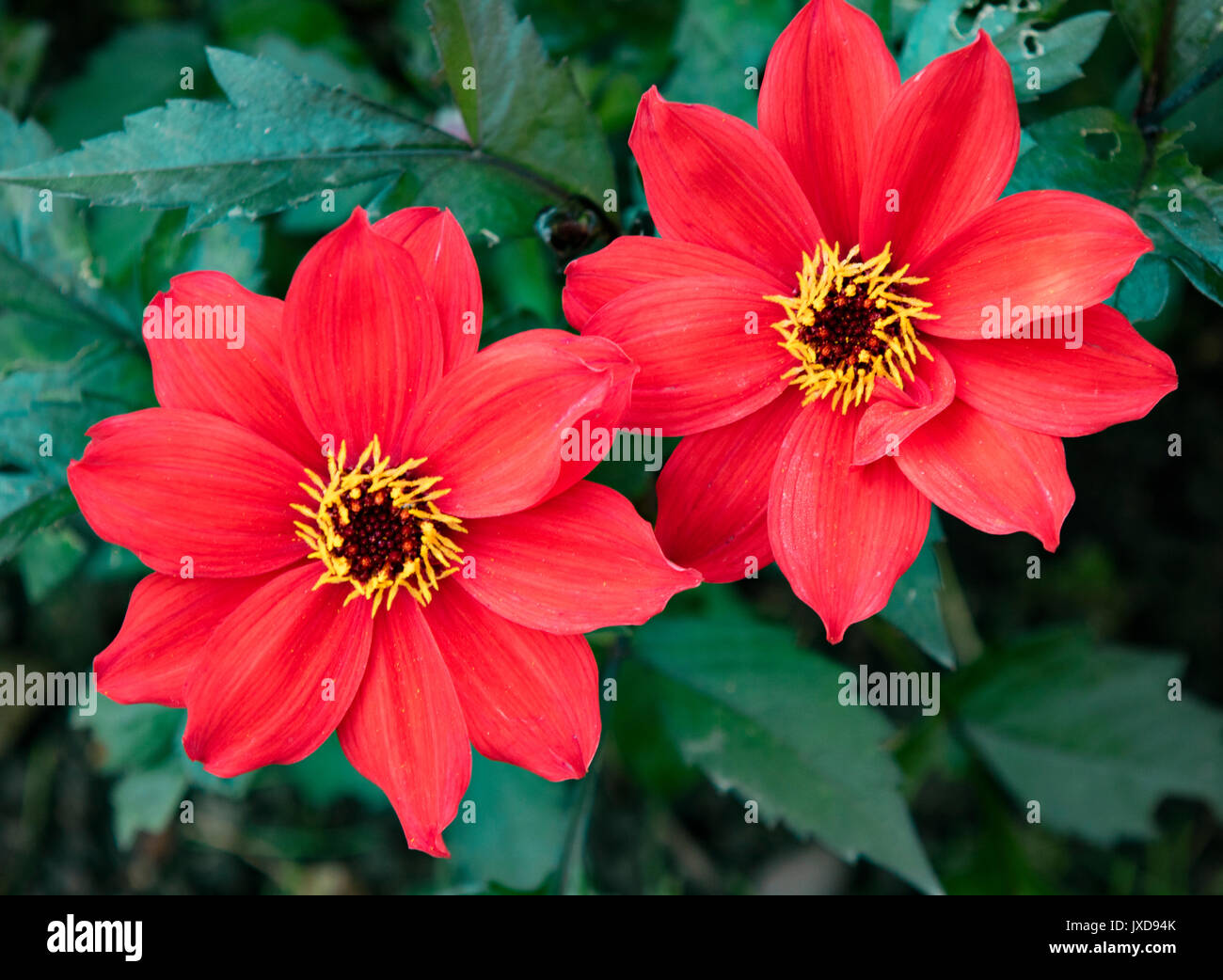 Red dahlia garden flower hi-res stock photography and images - Alamy
