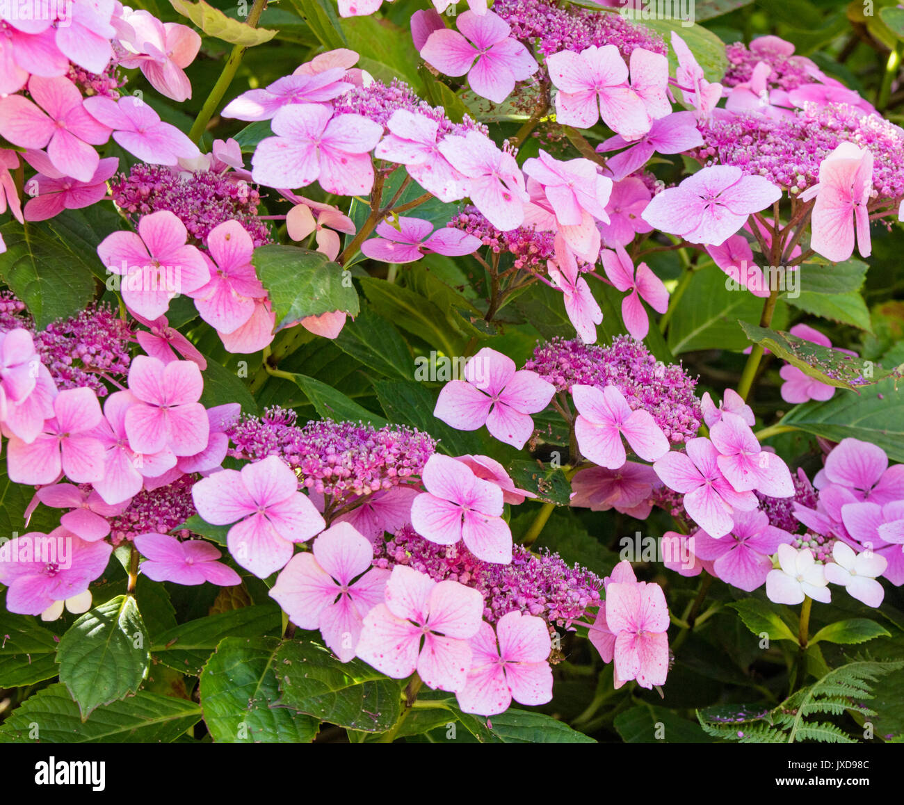 Hydrangea english garden border hi-res stock photography and images - Alamy