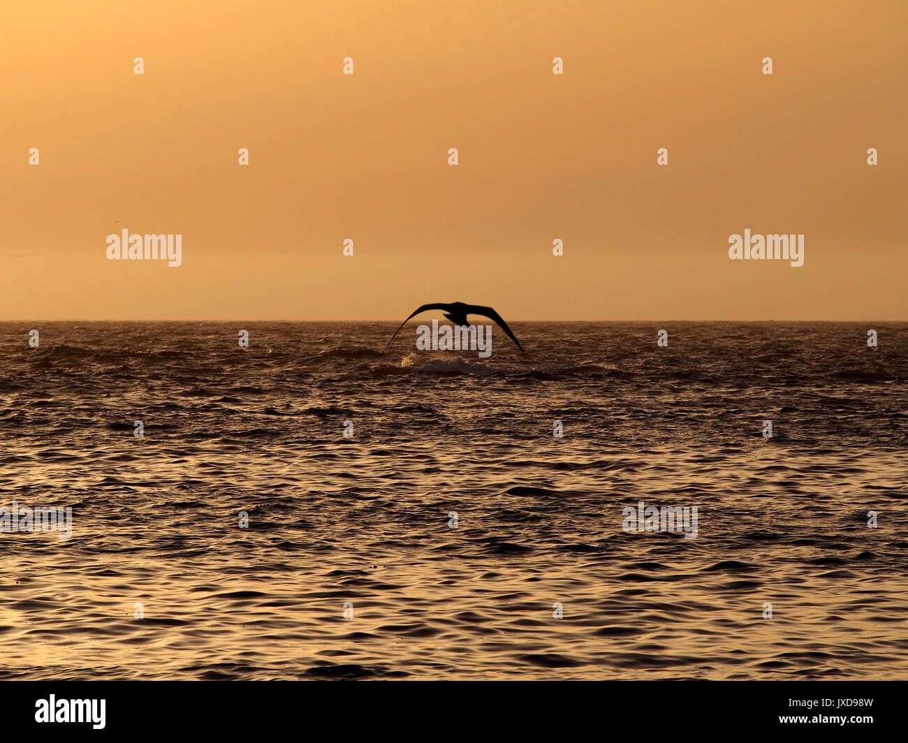 Seagull flying at sunset hi-res stock photography and images - Alamy