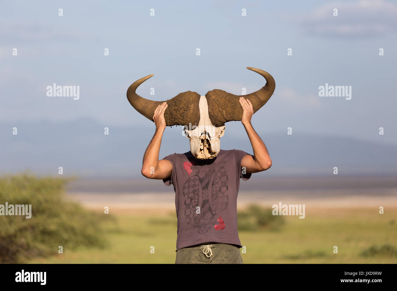 Man holding big african buffalo skull wearing it like a mask in nature ...