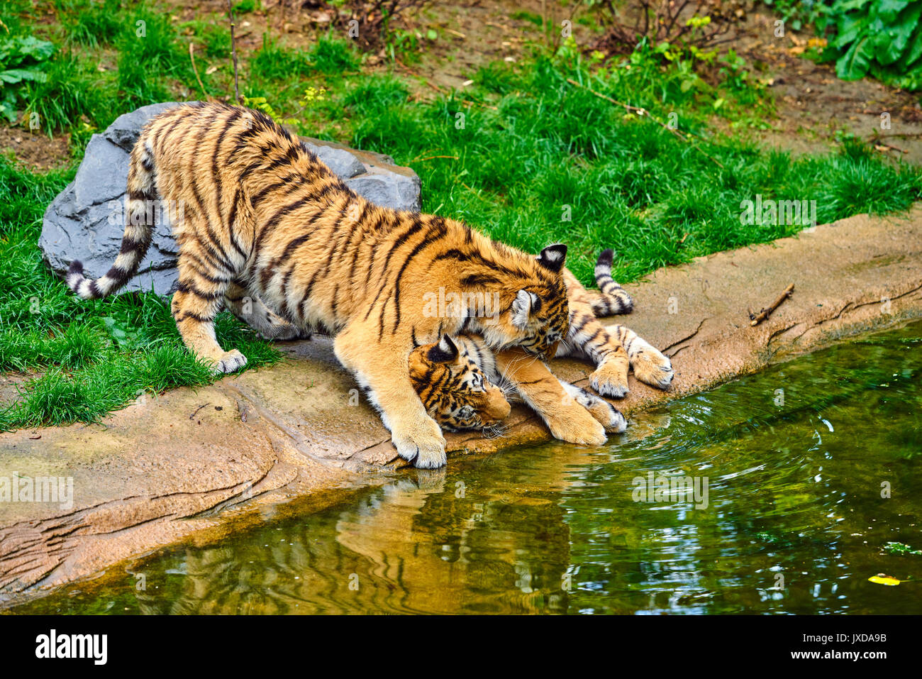 Animal cat tigers feline furry cub hi-res stock photography and images ...
