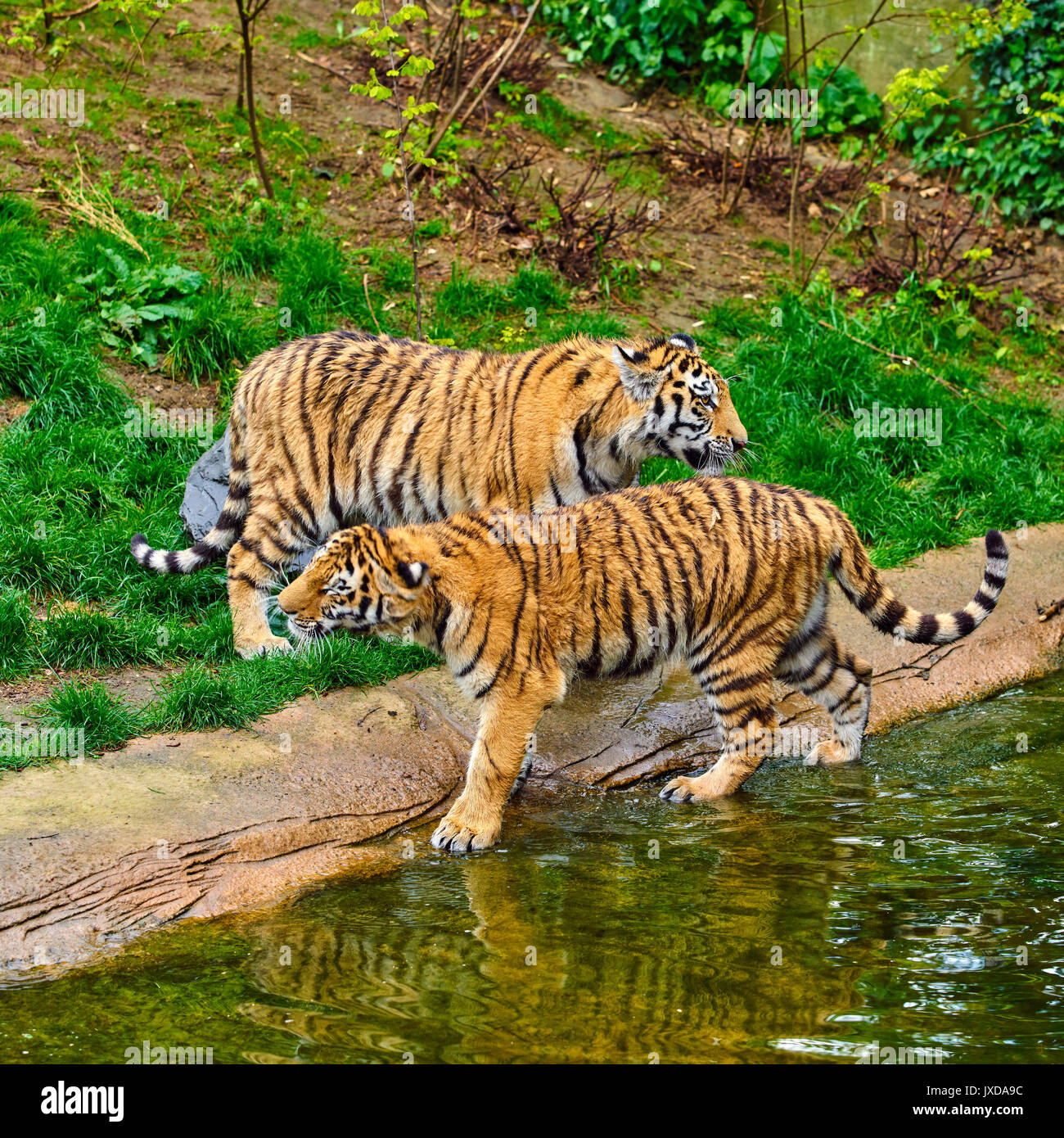 Young tigers hi-res stock photography and images - Alamy