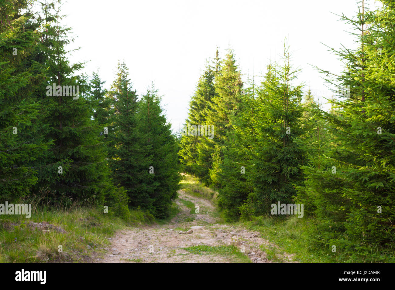 Spruce forest in the Ukrainian Carpathians. Sustainable clear ecosystem ...
