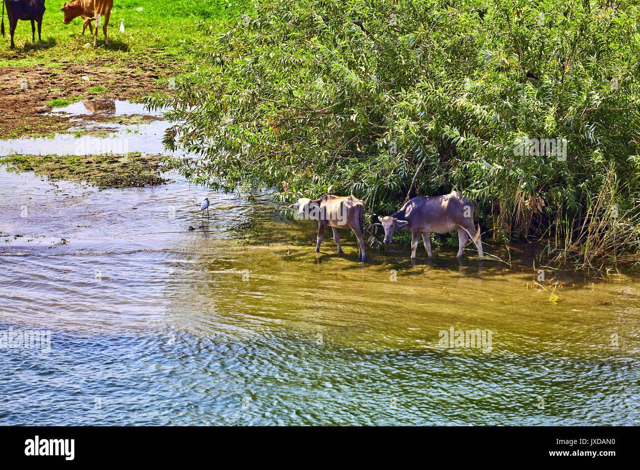 River Nile in Egypt. Life on the River Nile. Cow in Nile Stock Photo ...