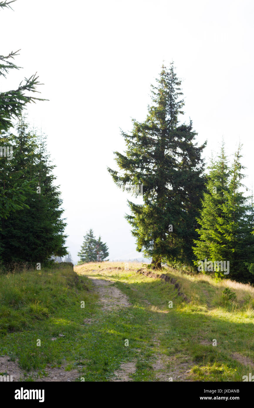 Spruce forest in the Ukrainian Carpathians. Sustainable clear ecosystem ...
