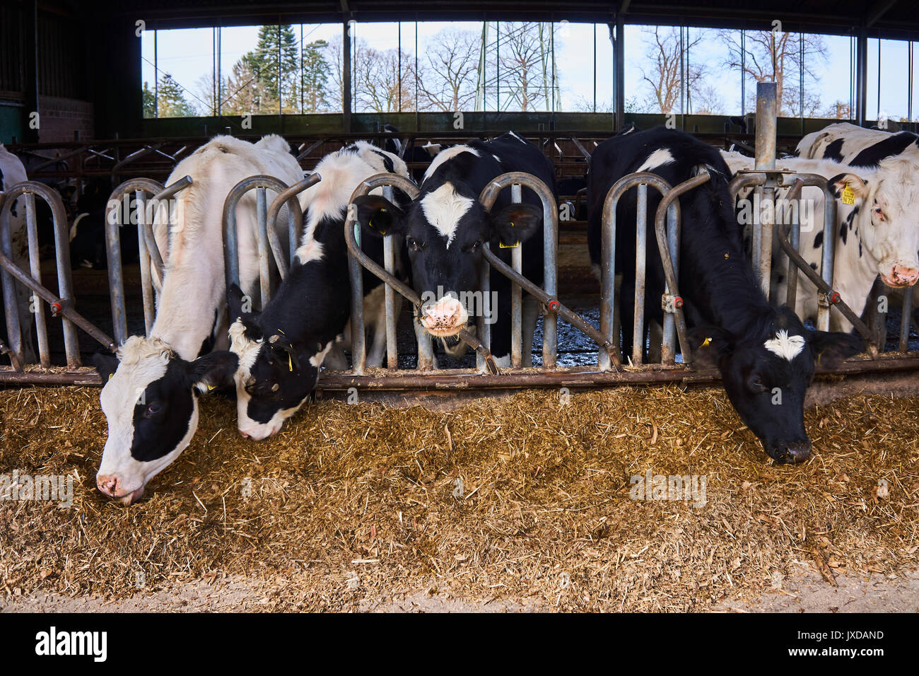 Cows on Farm. Many cows are feeding in farm Stock Photo - Alamy