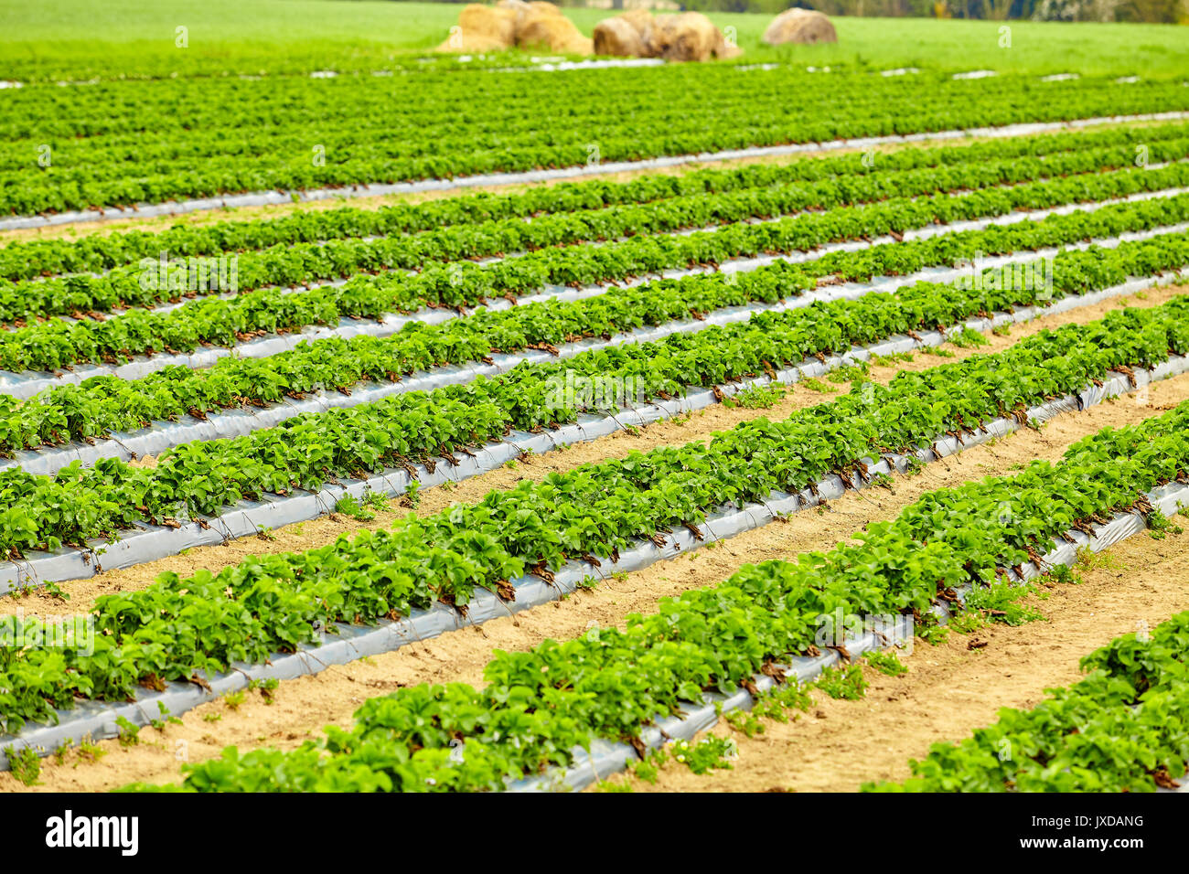 Agriculture farm of strawberry field Stock Photo - Alamy