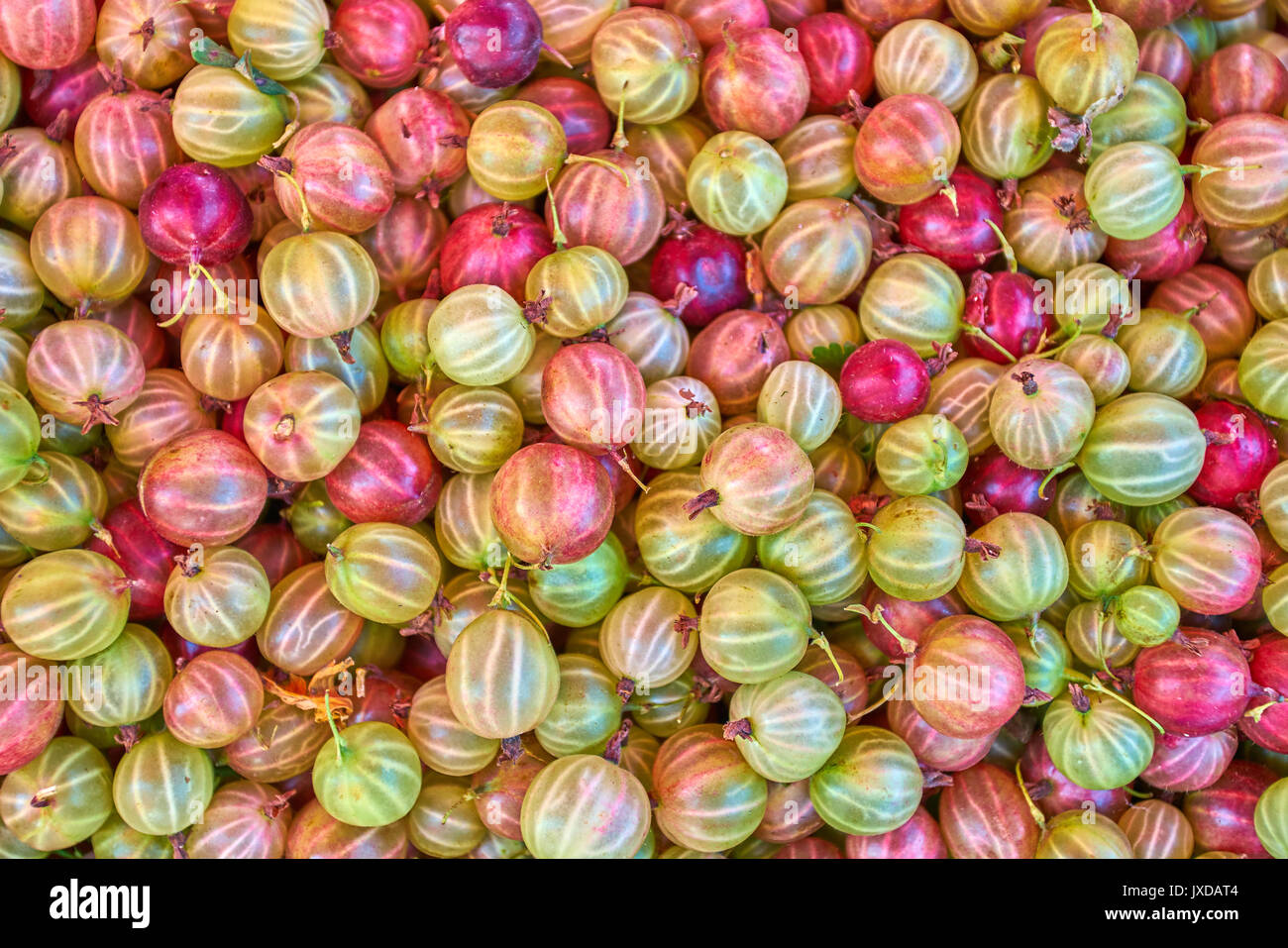 Gooseberry fruits close-up background. Ripe gooseberry Stock Photo - Alamy