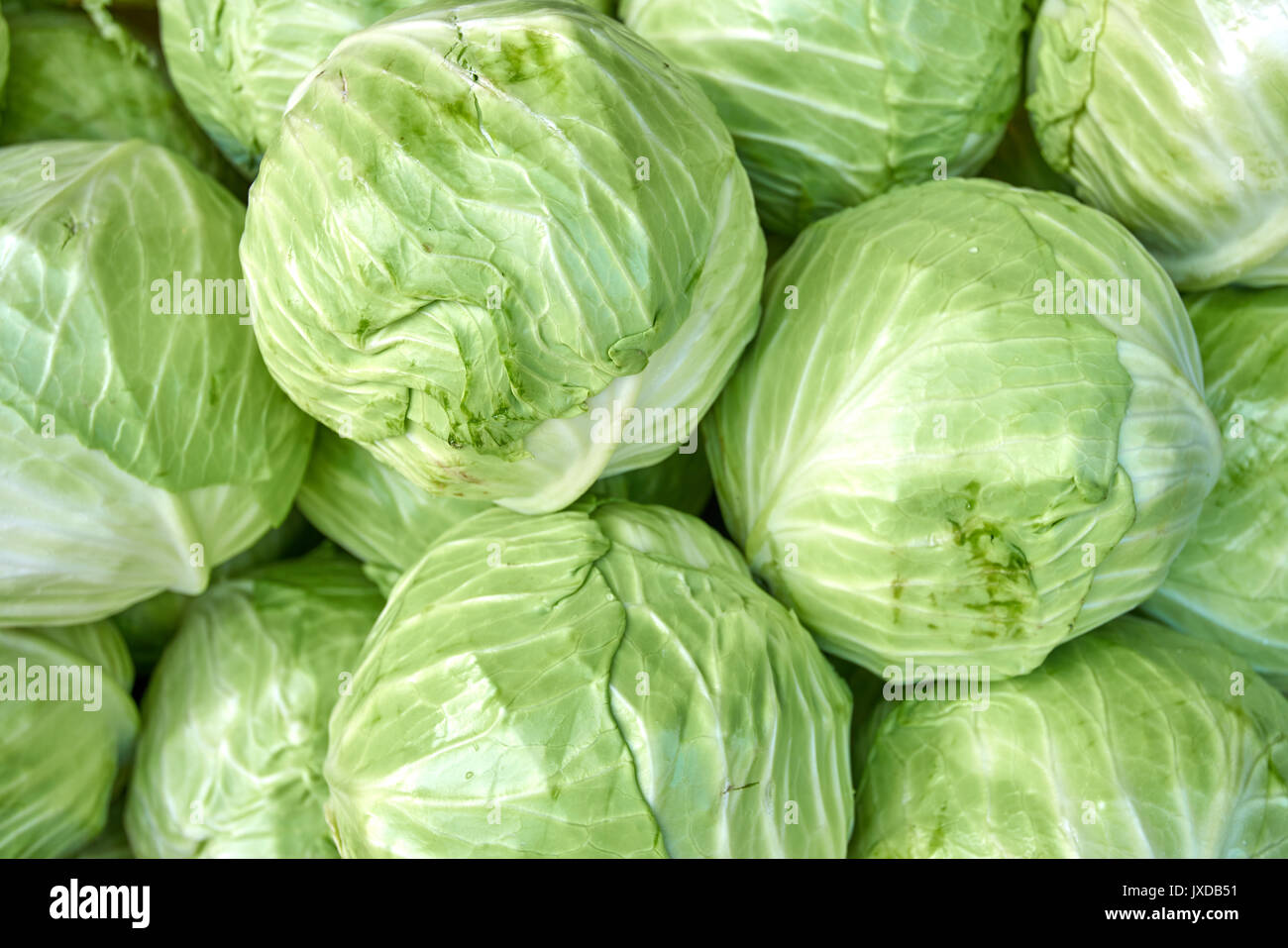 cabbage from field. cabbage background Stock Photo - Alamy