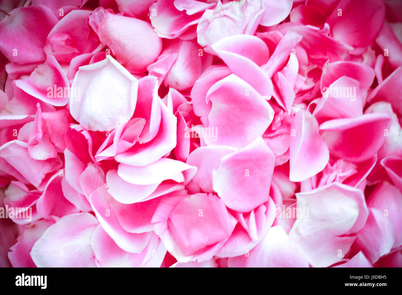 Pink roes hi-res stock photography and images - Alamy