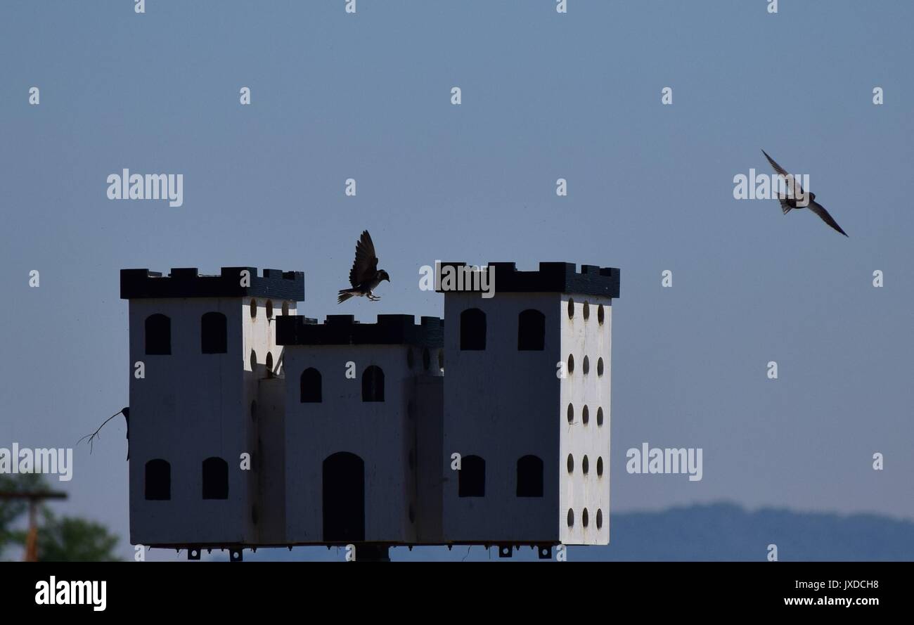 Castle birds hi-res stock photography and images - Alamy