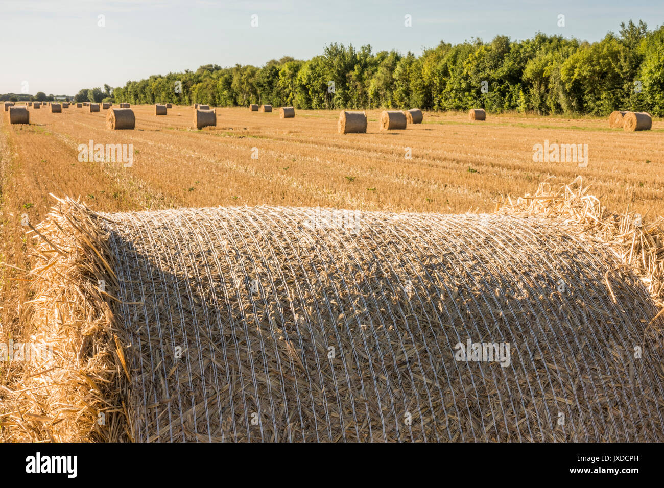 Round bales of hay - or hay rolls - in a farm field after the summer ...