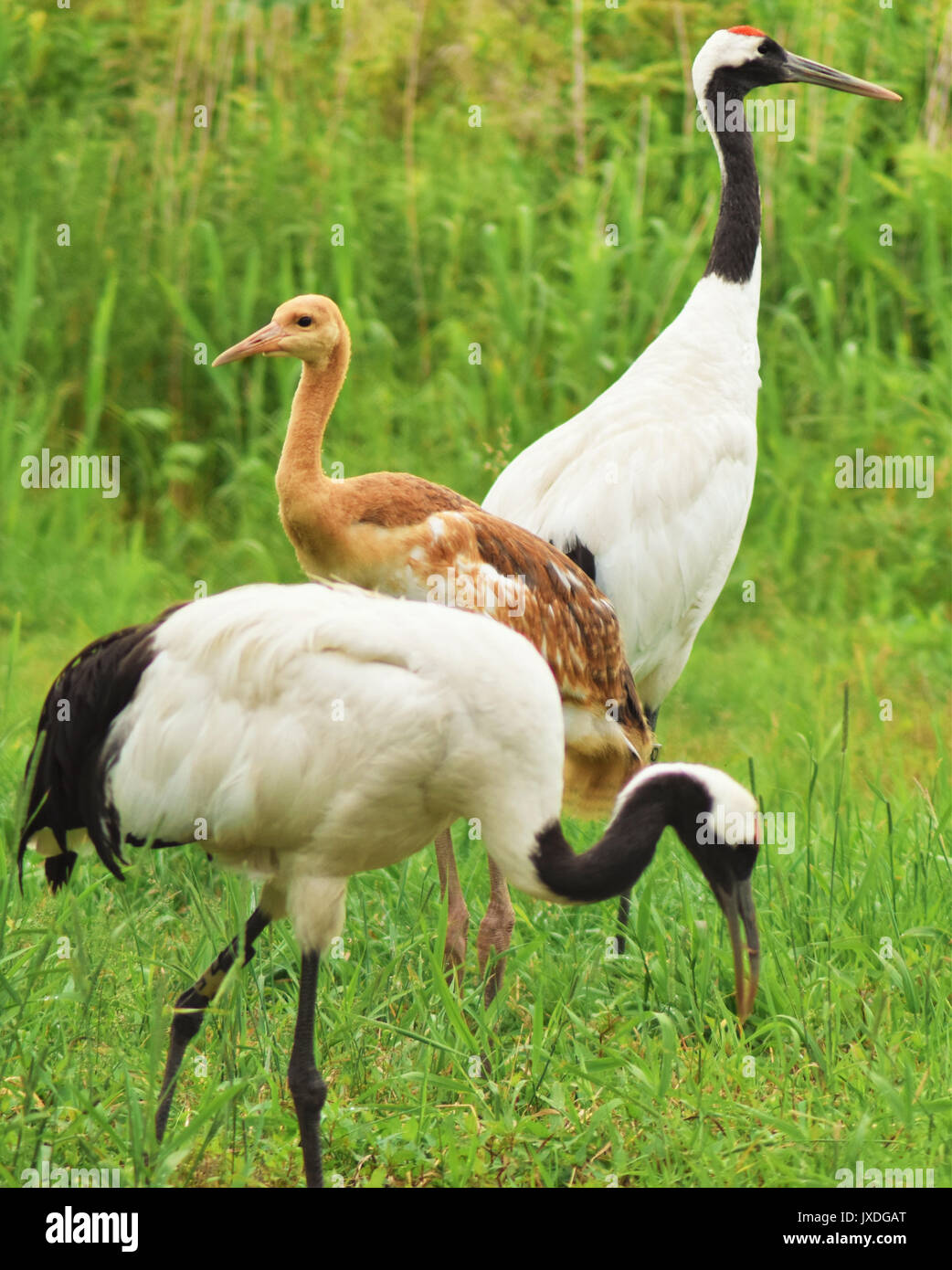 Cranes in Japan crane family with chick Stock Photo - Alamy