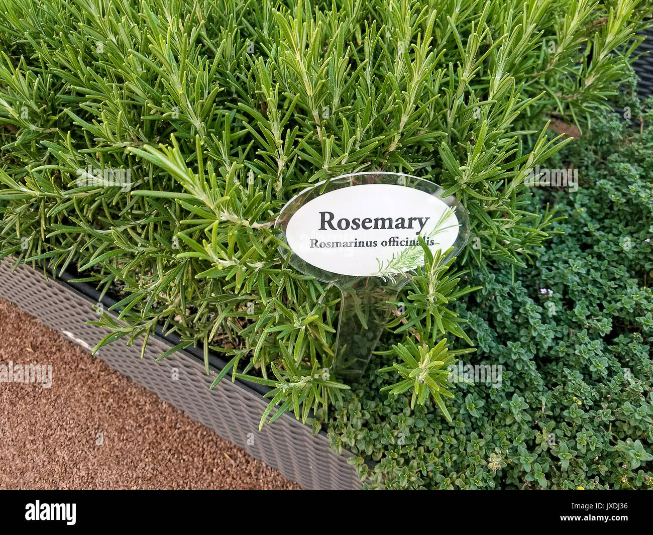 Rosemary herb garden sign hi-res stock photography and images - Alamy