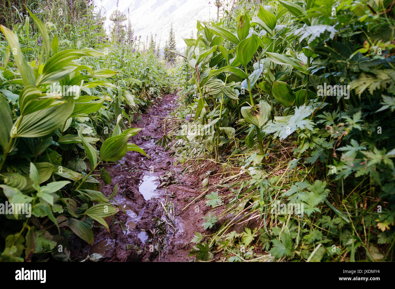 dirty trail in the impenetrable forest in the Siberian taiga Stock ...