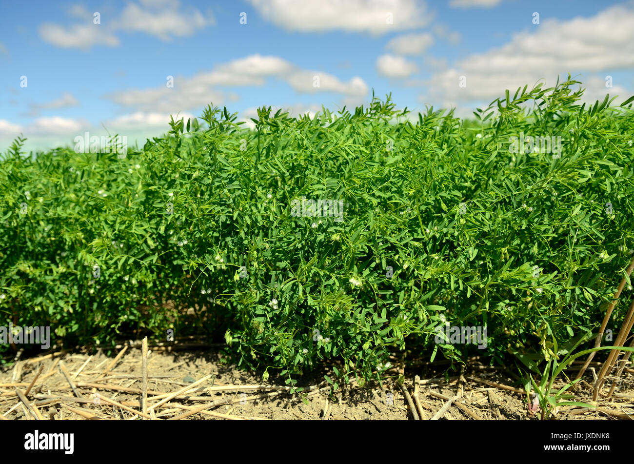 Lentil crop in Saskatchewan farm field Stock Photo - Alamy