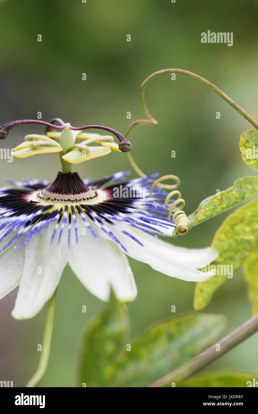 Passiflora caerulea. Blue Passion flower Stock Photo - Alamy