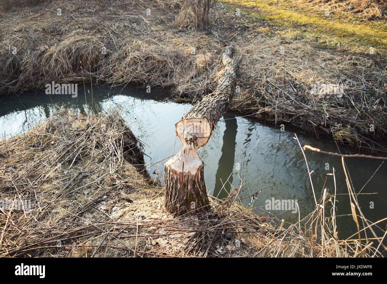 Beaver Cut High Resolution Stock Photography and Images - Alamy