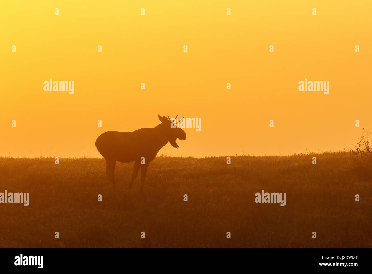 Bull moose in sunrise hi-res stock photography and images - Alamy
