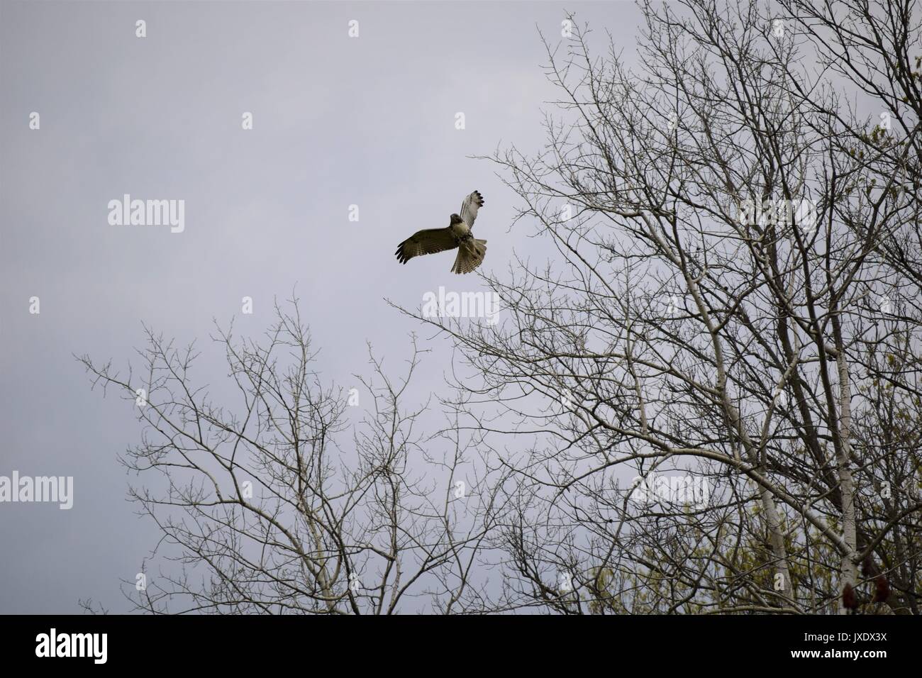 red tailed hawk above trees Stock Photo - Alamy