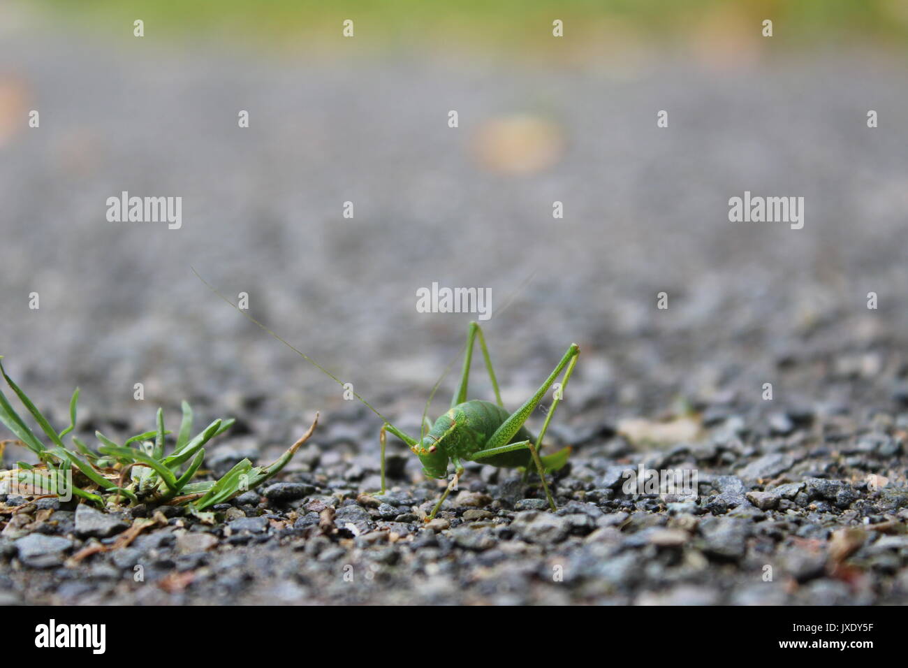 Green Grasshopper on gravel Stock Photo - Alamy