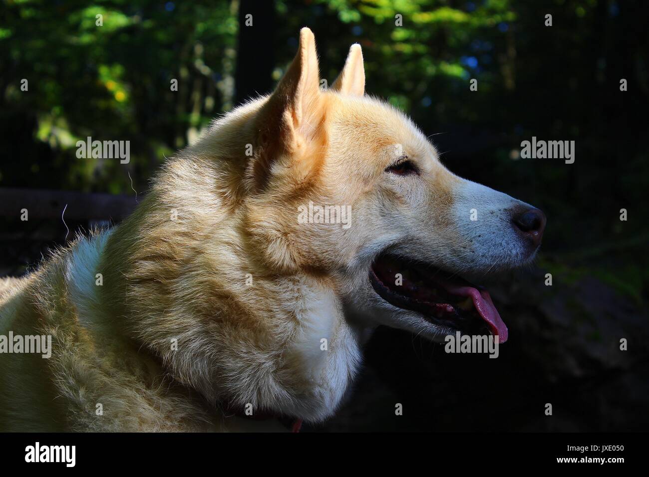 Dog from the side hi-res stock photography and images - Alamy