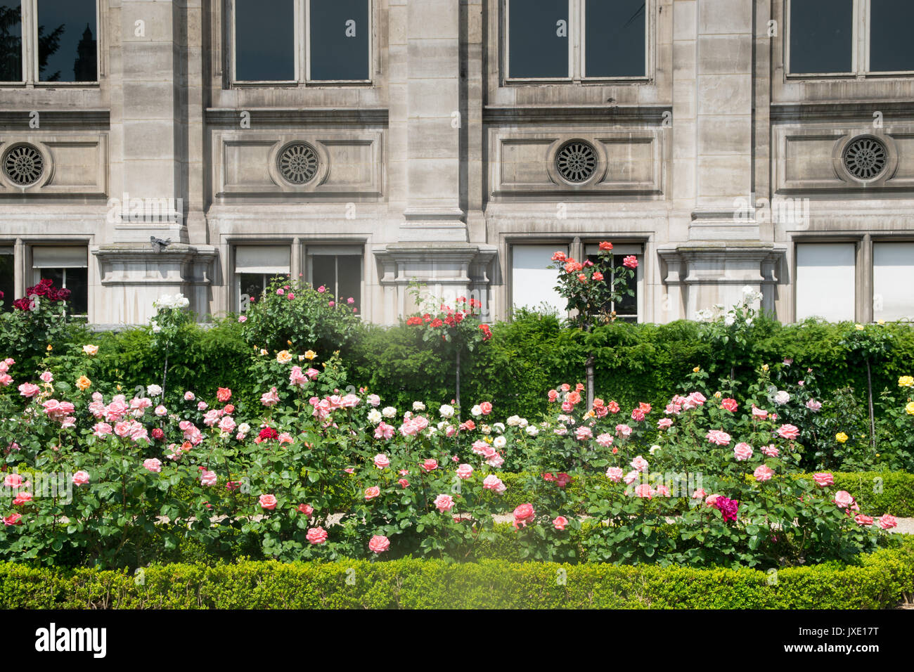 Garden of Roses in Paris, France Stock Photo - Alamy