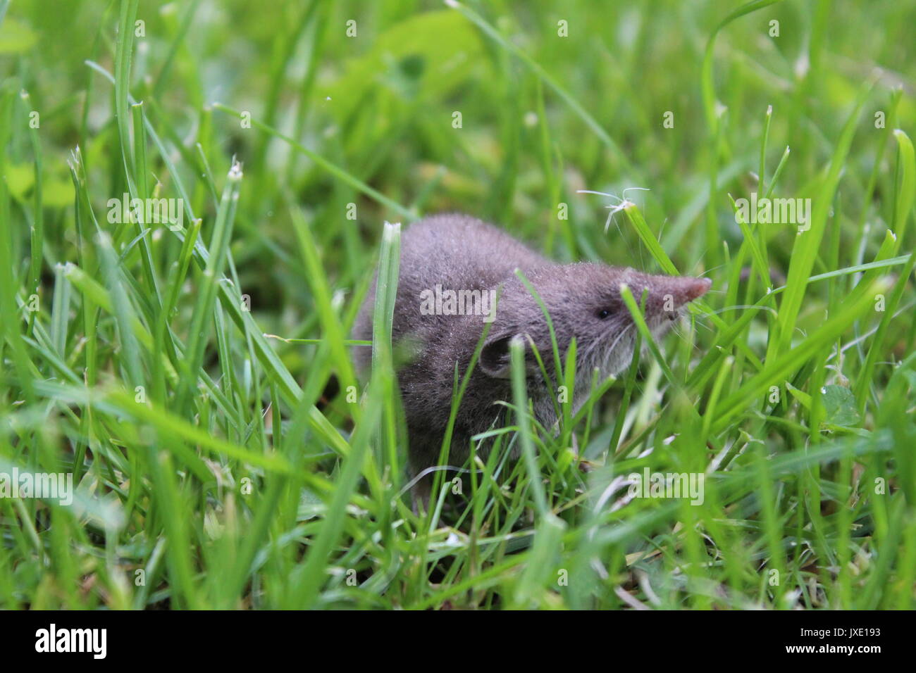 Soricidae High Resolution Stock Photography and Images - Alamy