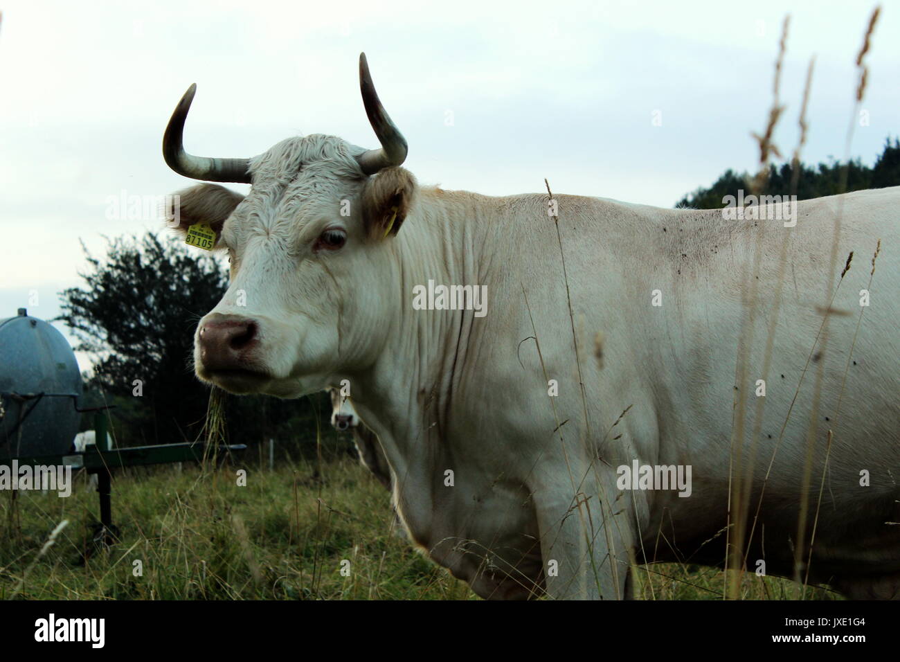 White cow hi-res stock photography and images - Alamy