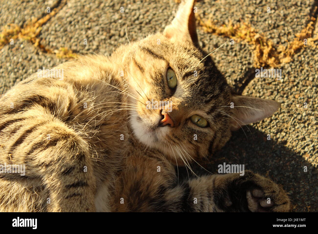 Cat back not animal hi-res stock photography and images - Alamy