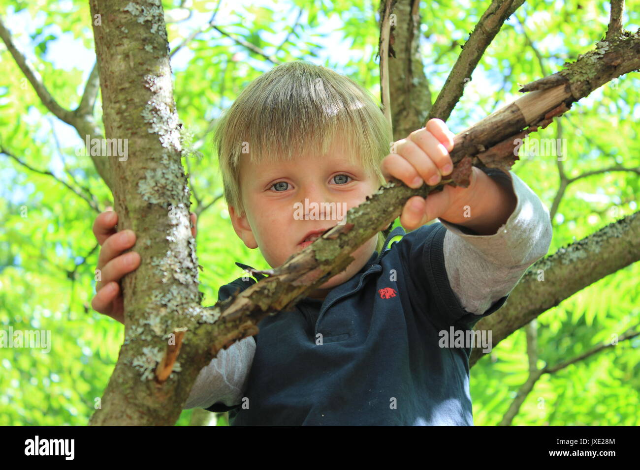 Child climbing the tree hi-res stock photography and images - Alamy