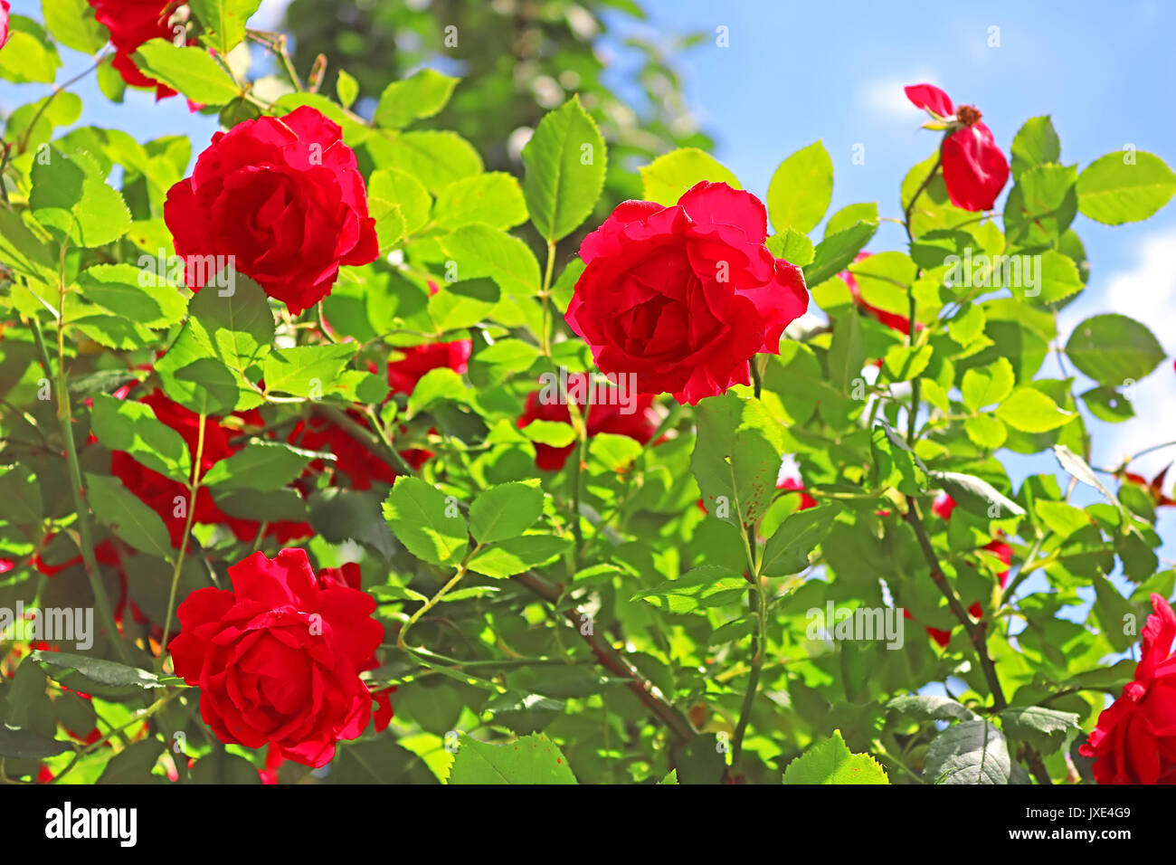 Rosebush with blooming red roses flowers hi-res stock photography and ...