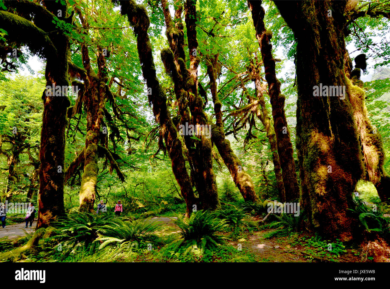 Olympic National Park has three distinct ecosystems which are sub ...