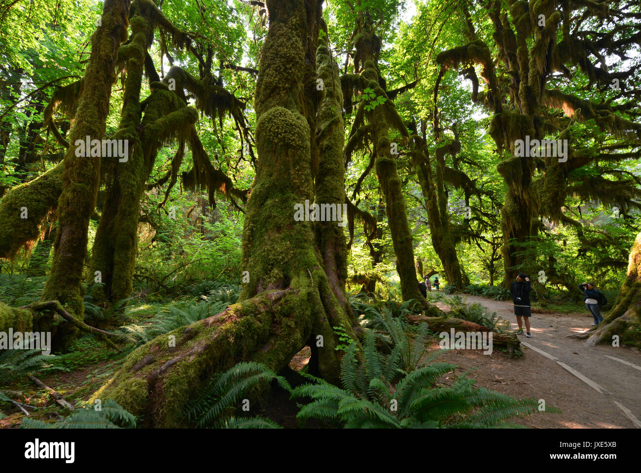 Olympic National Park has three distinct ecosystems which are sub ...