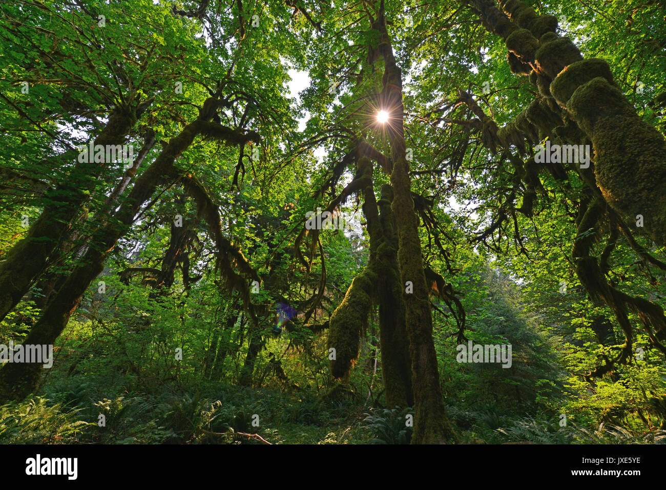 Olympic National Park has three distinct ecosystems which are sub ...