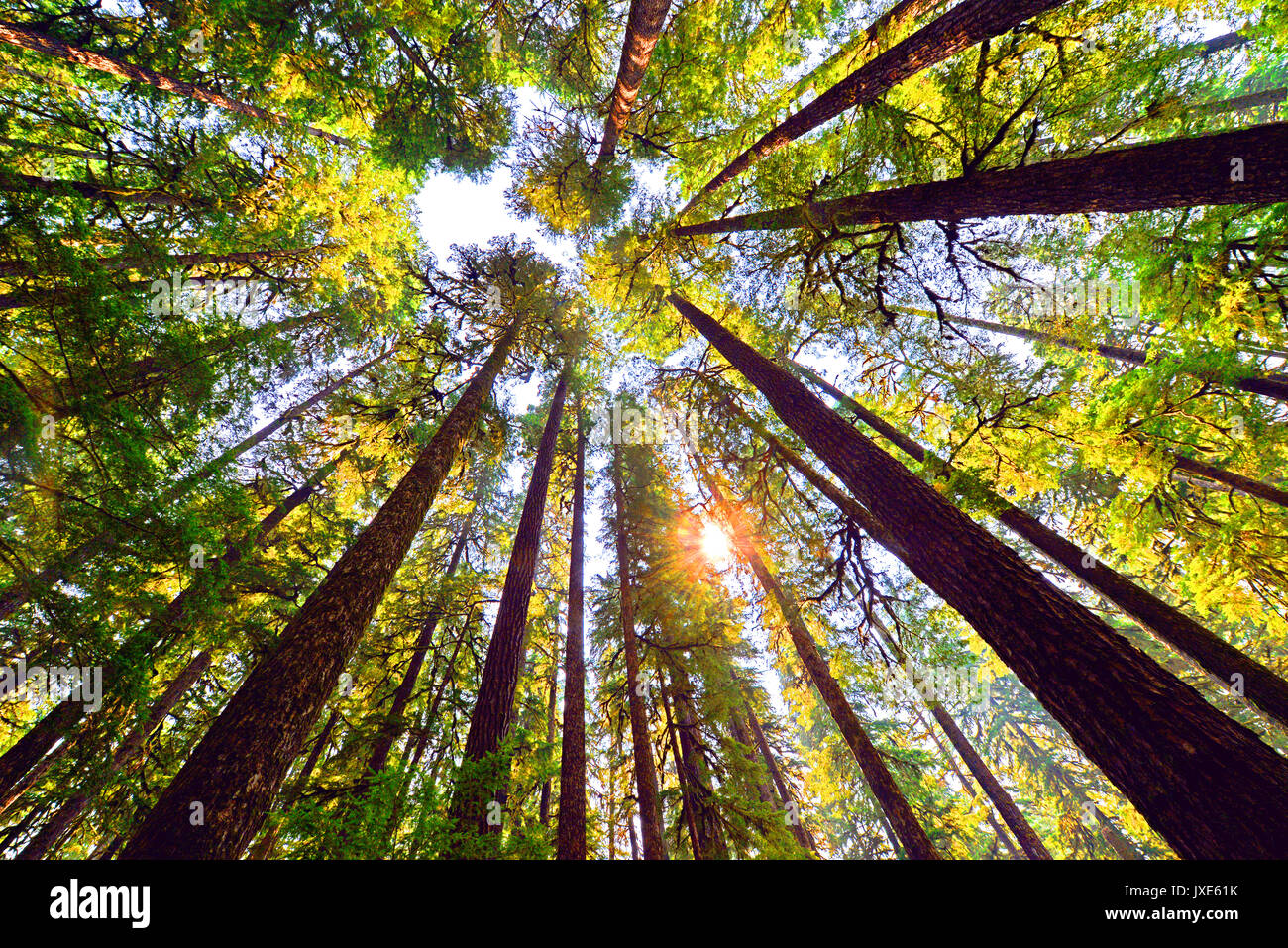 Olympic National Park has three distinct ecosystems which are sub ...