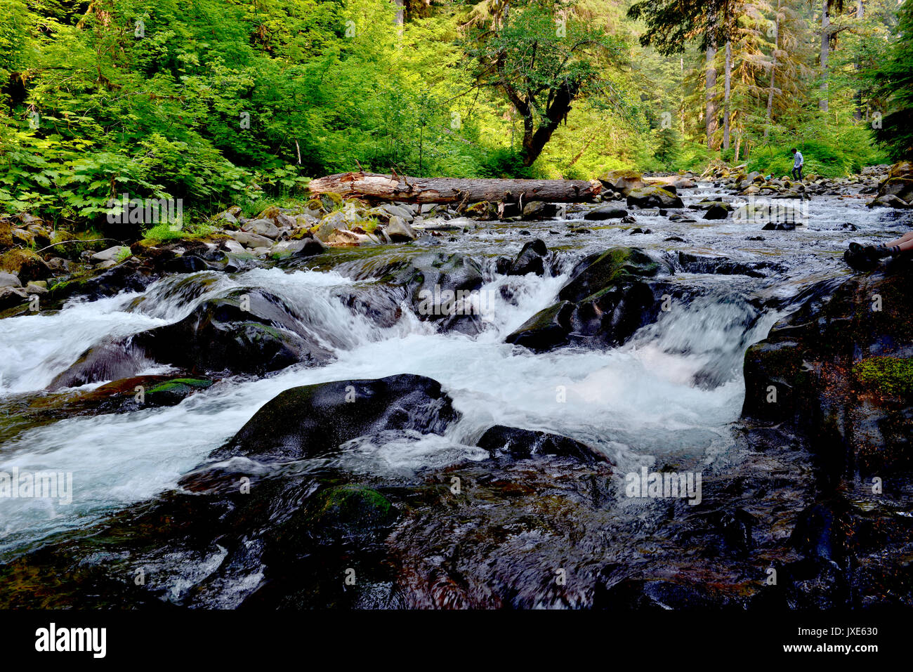 Olympic National Park has three distinct ecosystems which are sub ...