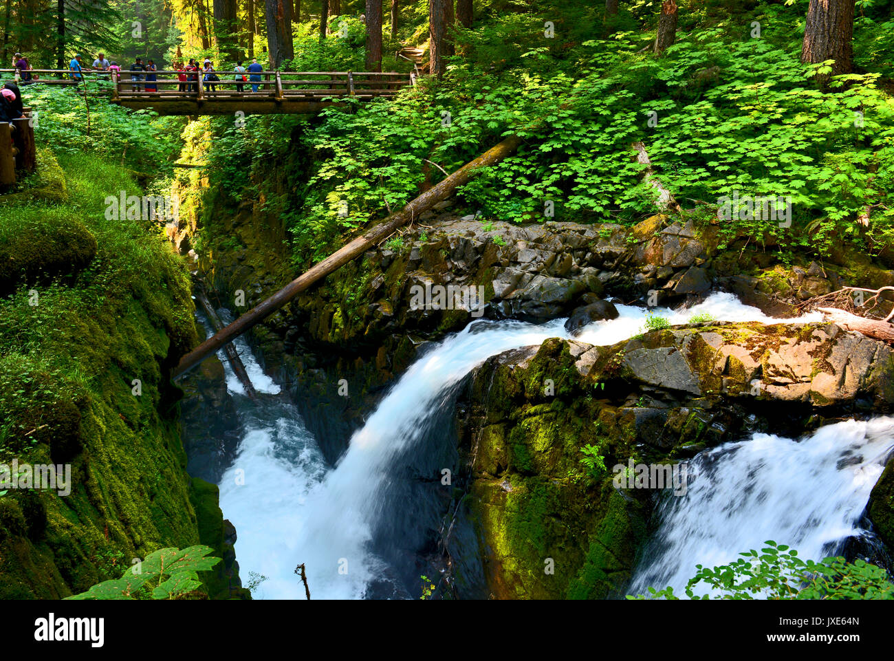 Olympic National Park has three distinct ecosystems which are sub ...