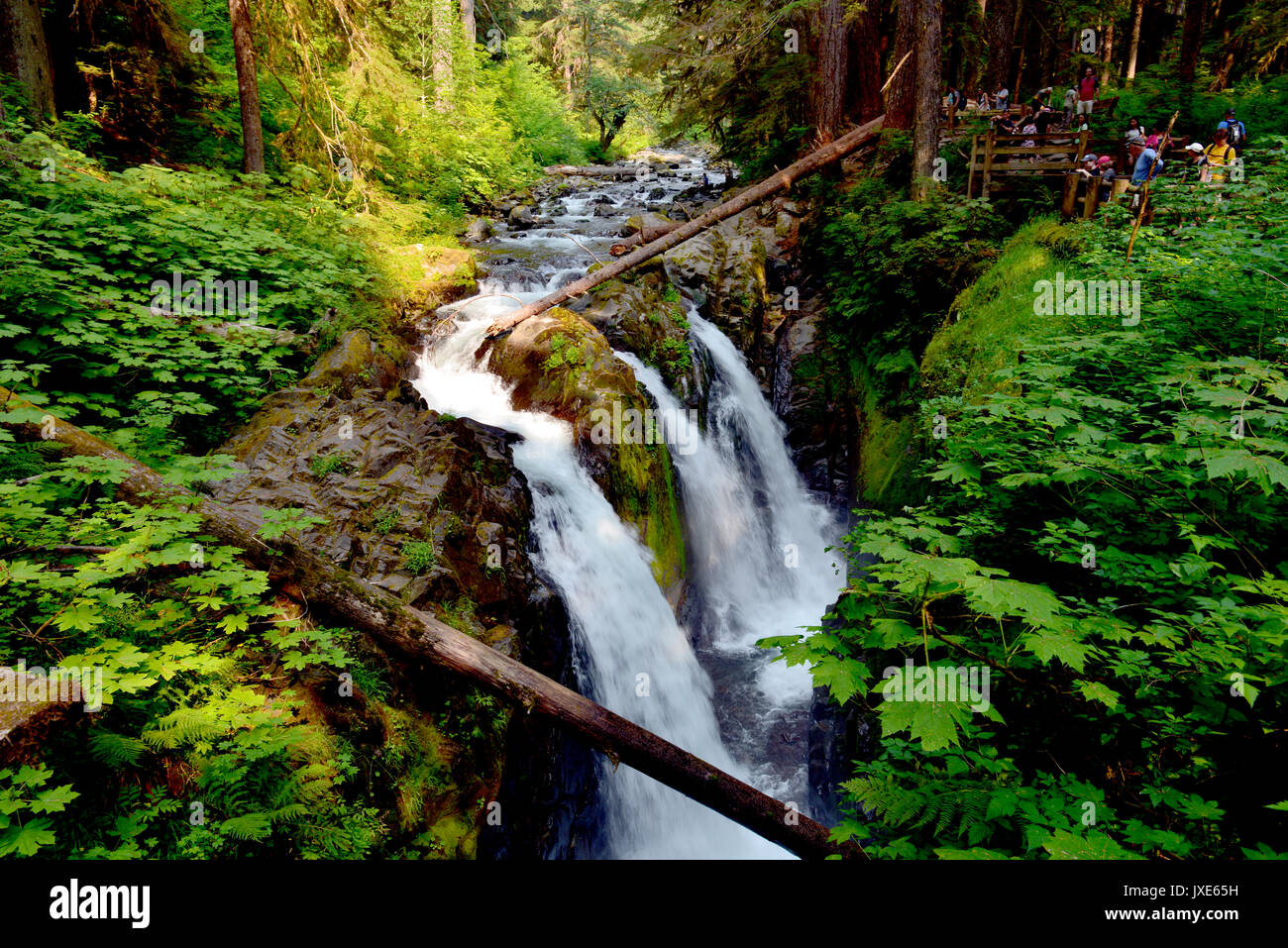 Olympic National Park has three distinct ecosystems which are sub ...