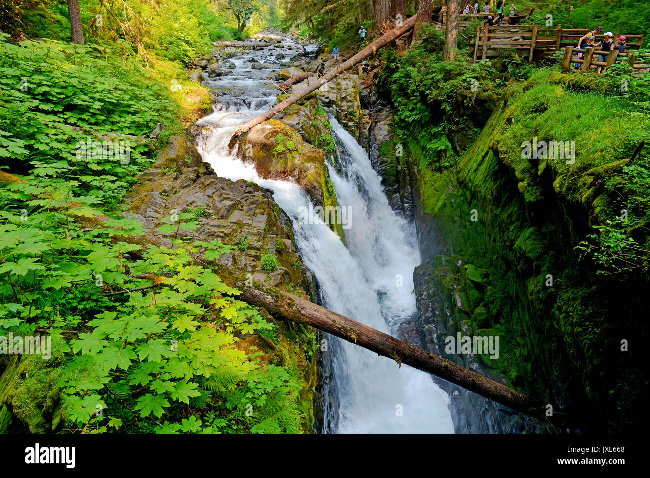 Olympic National Park has three distinct ecosystems which are sub ...