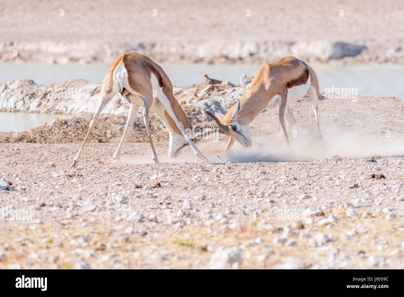 Two springbok rams, (Antidorcas marsupialis), fighting at a waterhole ...