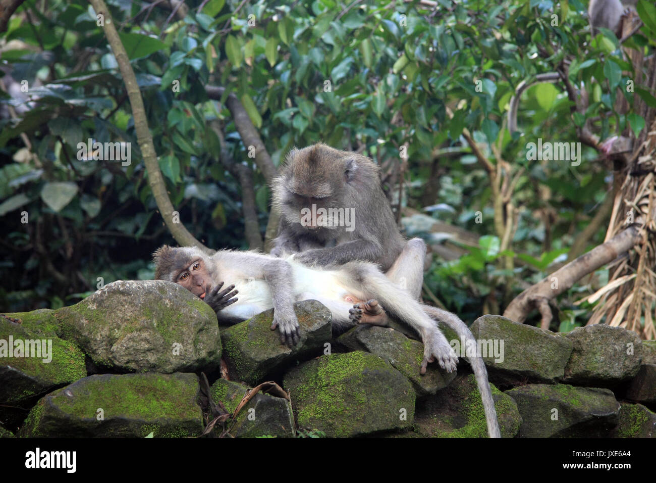 Balinese Monkey in Ubud Monkeys forest, Bali Stock Photo - Alamy