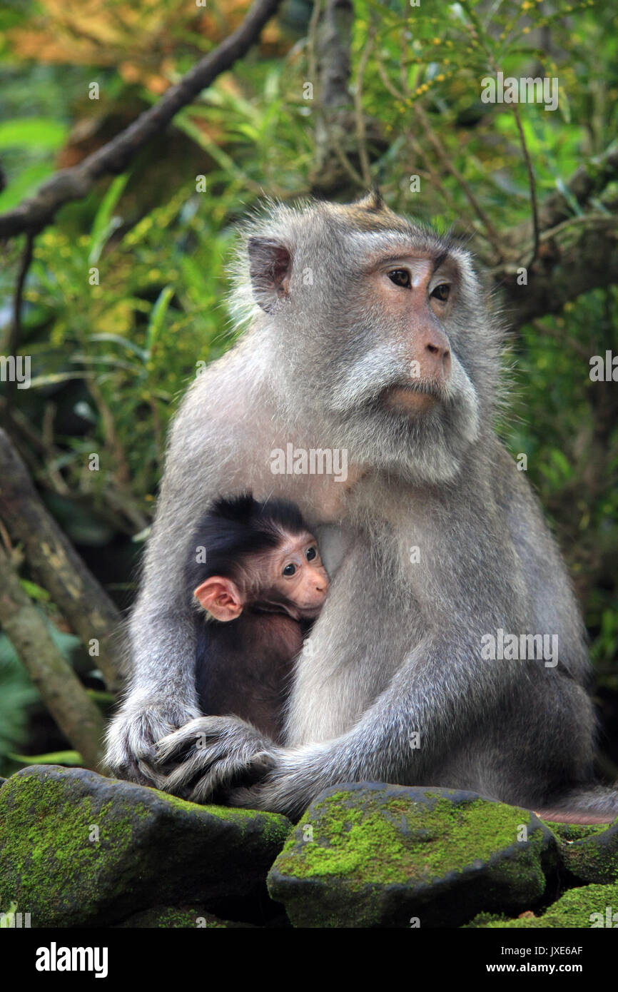 Balinese Monkey with child in Ubud Monkey forest, Bali Stock Photo - Alamy